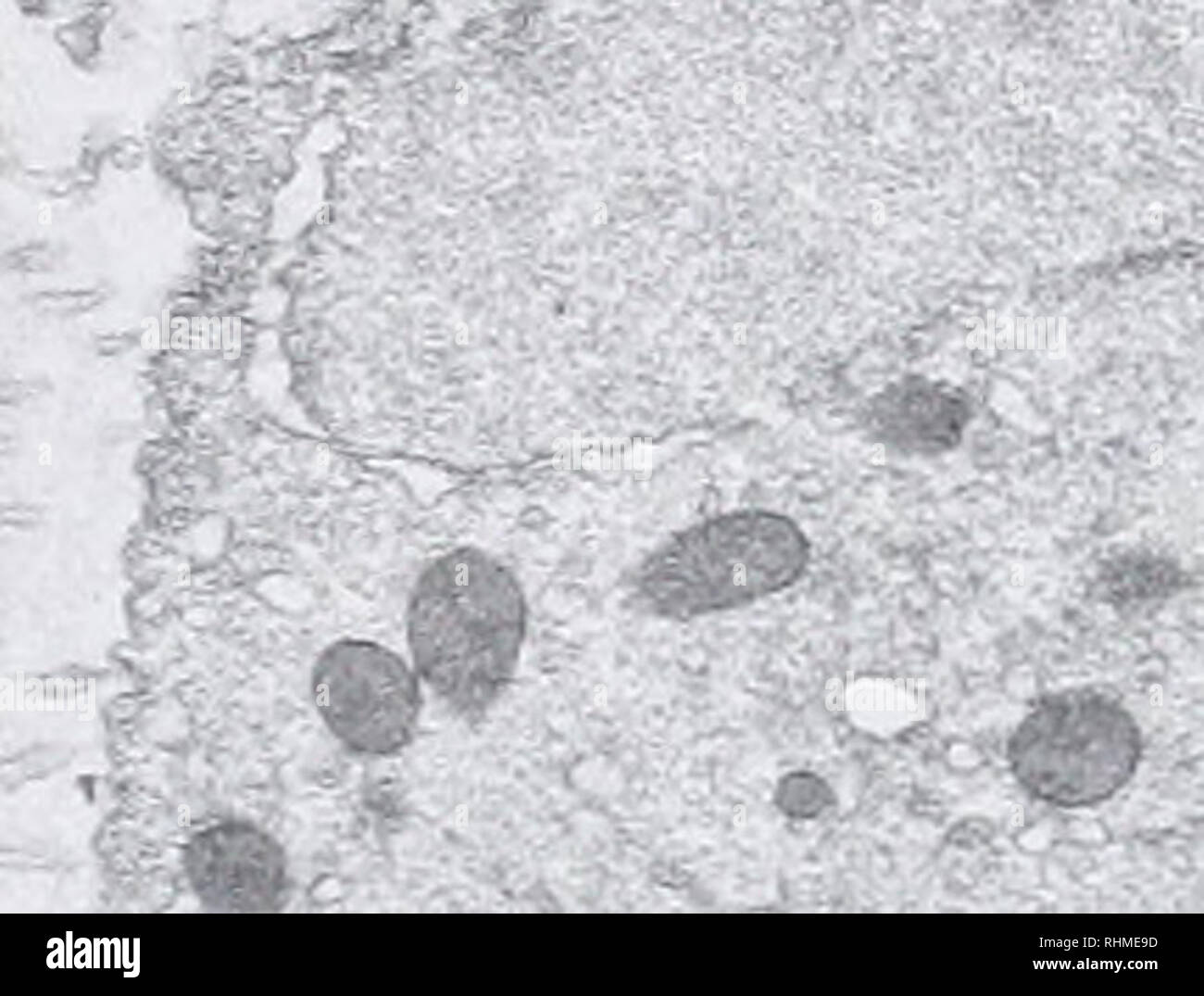 . The Biological bulletin. Biology; Zoology; Biology; Marine Biology ...