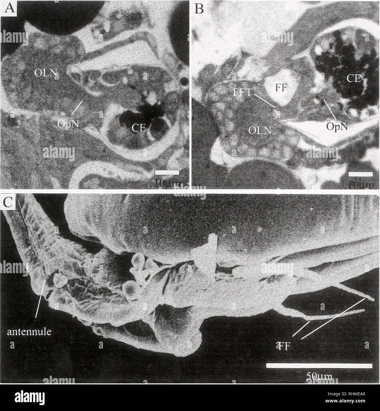 . The Biological bulletin. Biology; Zoology; Biology; Marine Biology ...
