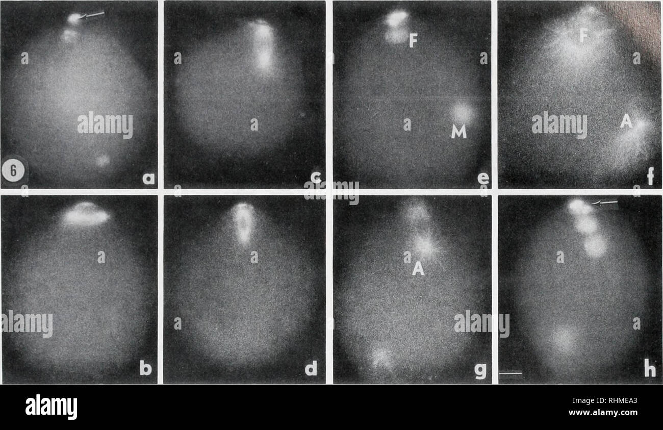 . The Biological bulletin. Biology; Zoology; Biology; Marine Biology ...