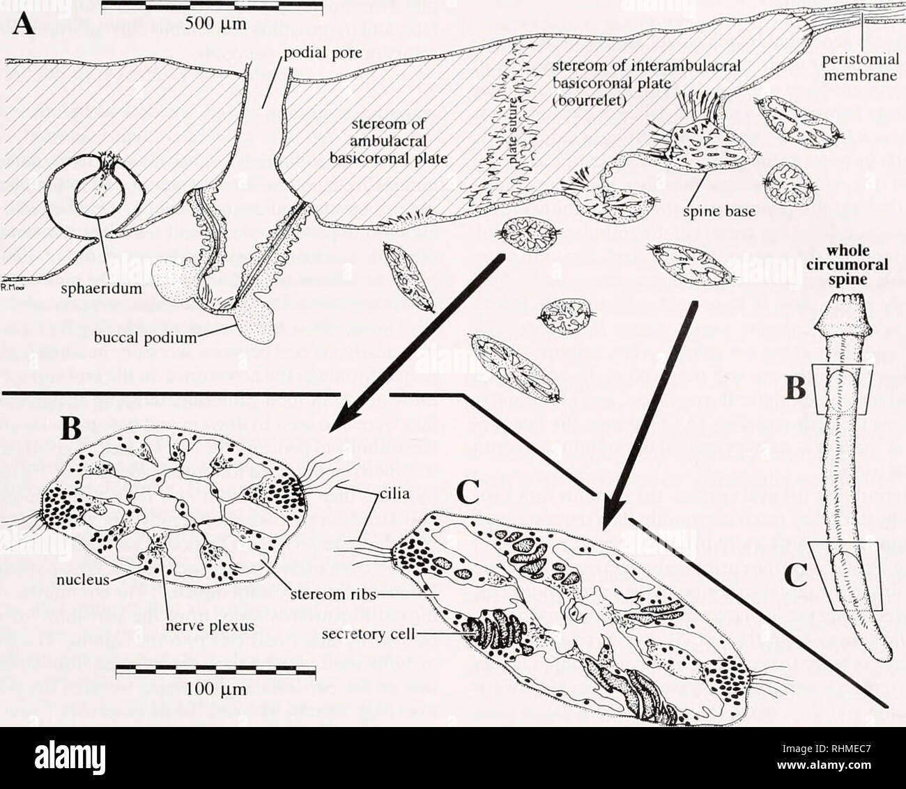 Cassidulus caribaearum hi-res stock photography and images - Alamy