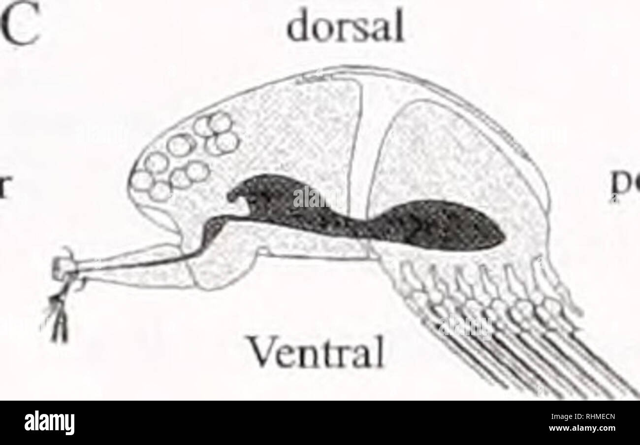 . The Biological bulletin. Biology; Zoology; Biology; Marine Biology ...