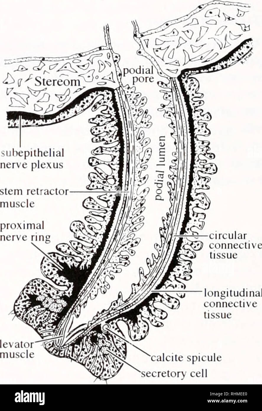 . The Biological bulletin. Biology; Zoology; Biology; Marine Biology. 1 ...