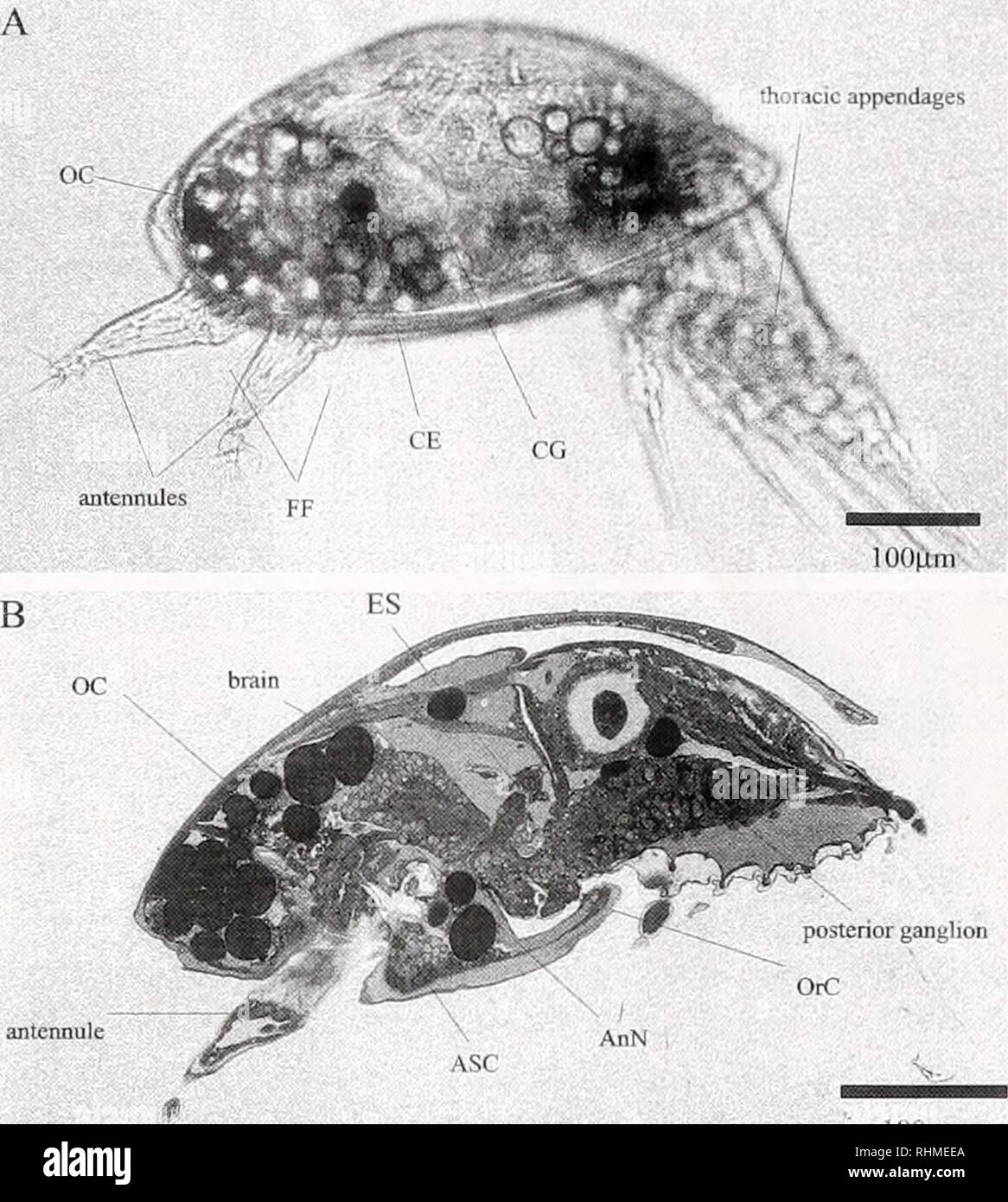 . The Biological bulletin. Biology; Zoology; Biology; Marine Biology ...