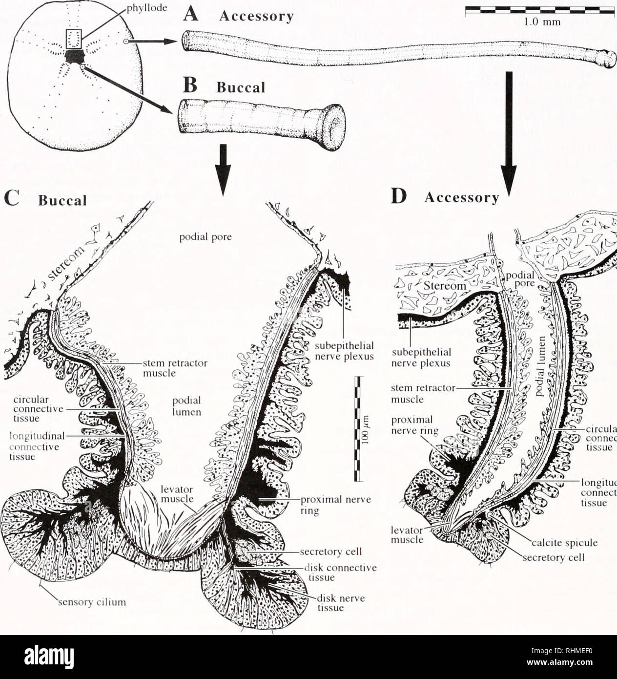 Phyllode hi-res stock photography and images - Alamy