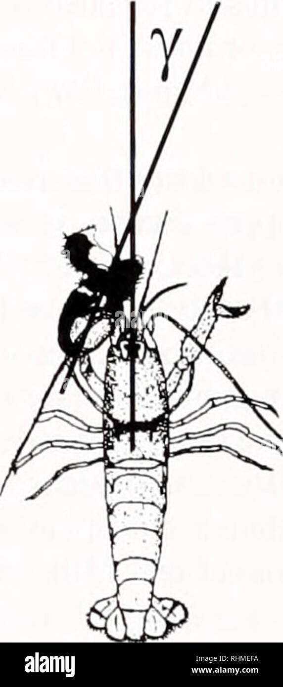 Snapping shrimp claw hi-res stock photography and images - Alamy