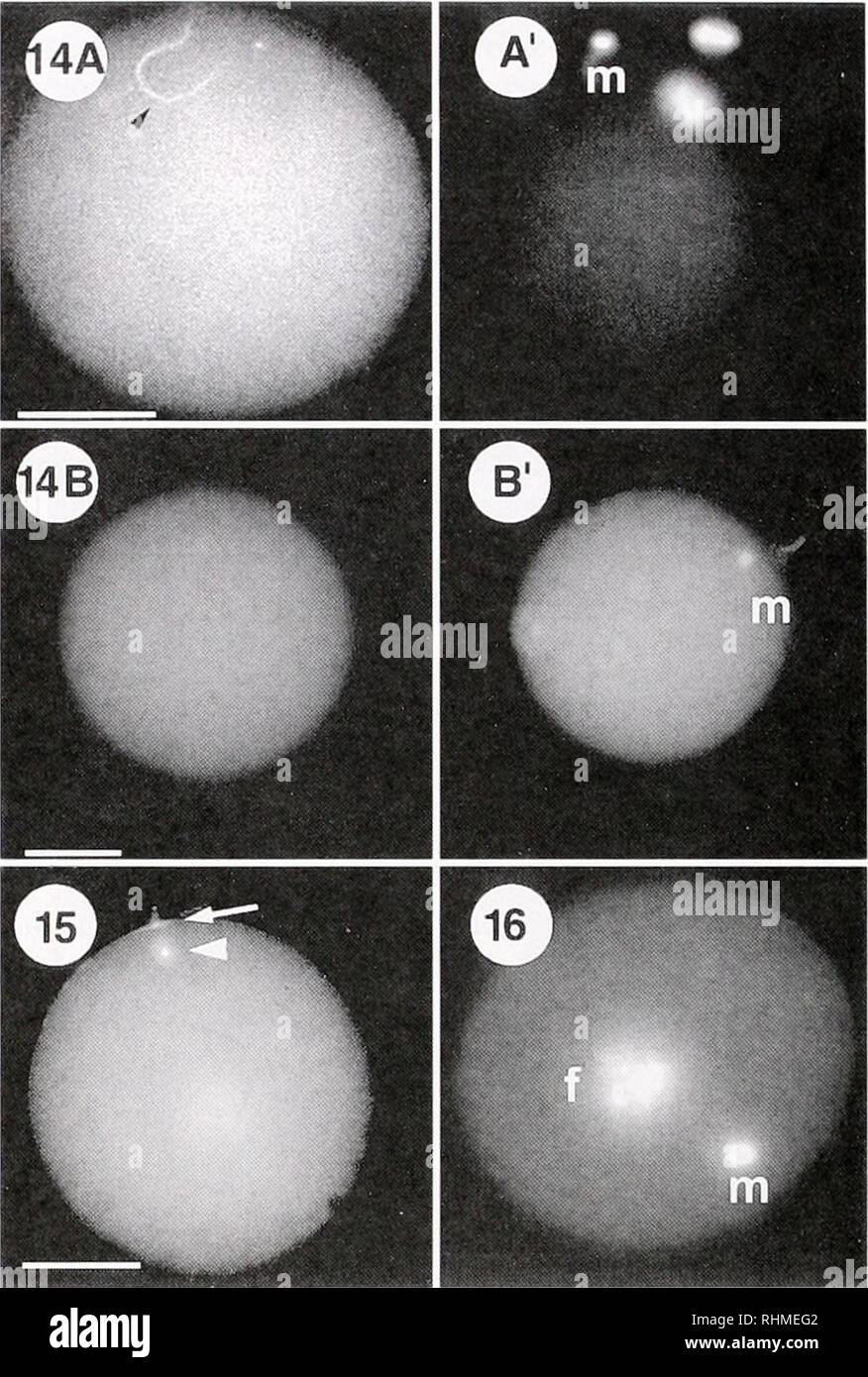 . The Biological bulletin. Biology; Zoology; Biology; Marine Biology ...