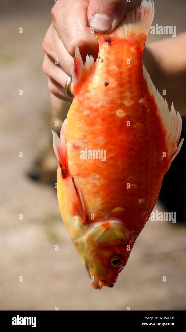 Cat fishing goldfish hi-res stock photography and images - Alamy