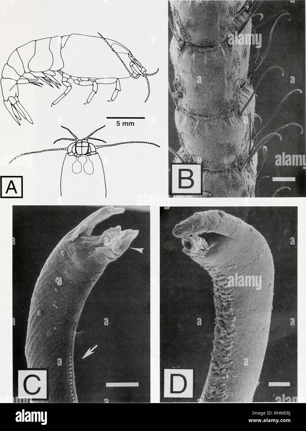 . The Biological bulletin. Biology; Zoology; Biology; Marine Biology ...