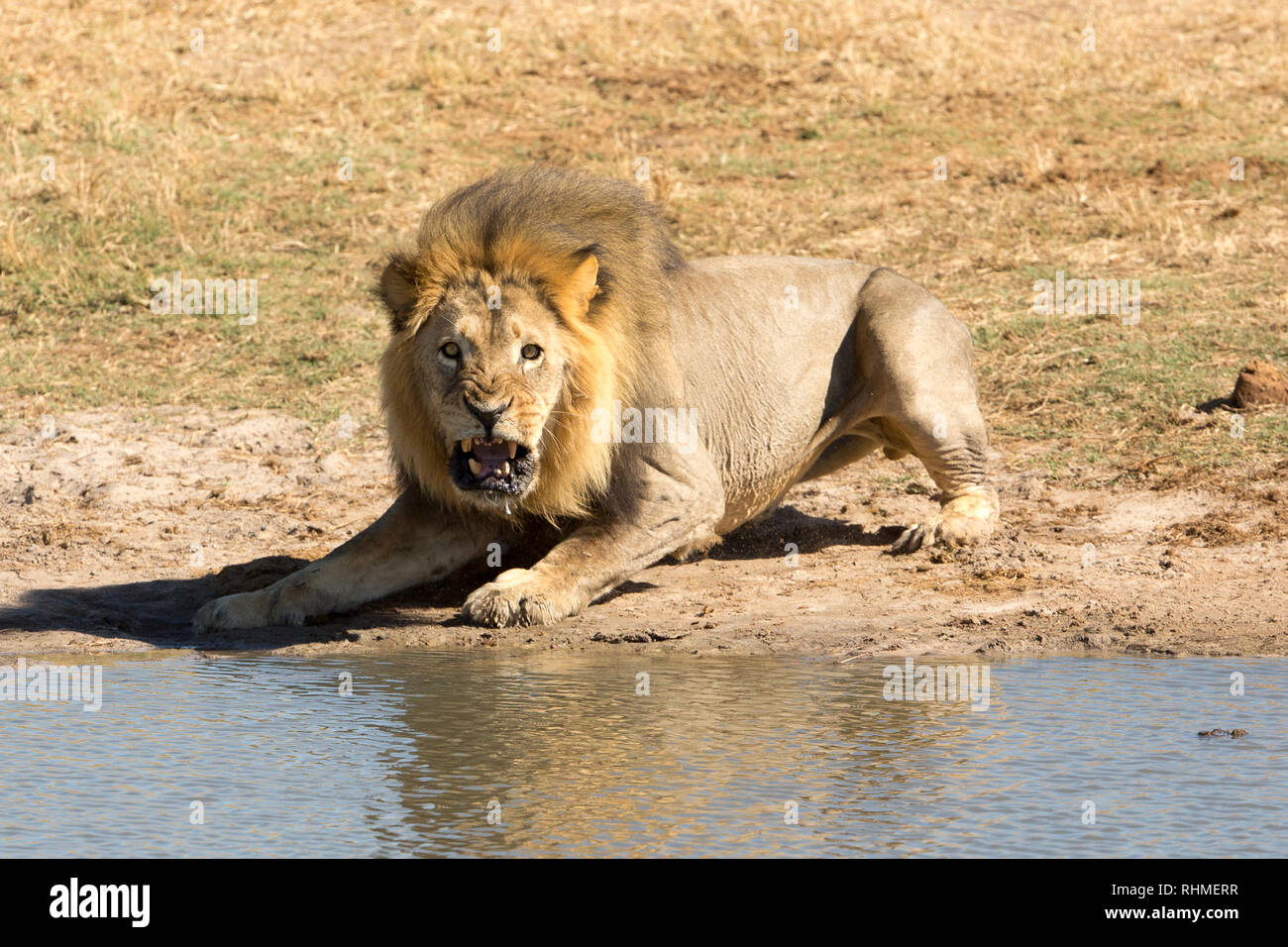 Hwange lion hi-res stock photography and images - Alamy