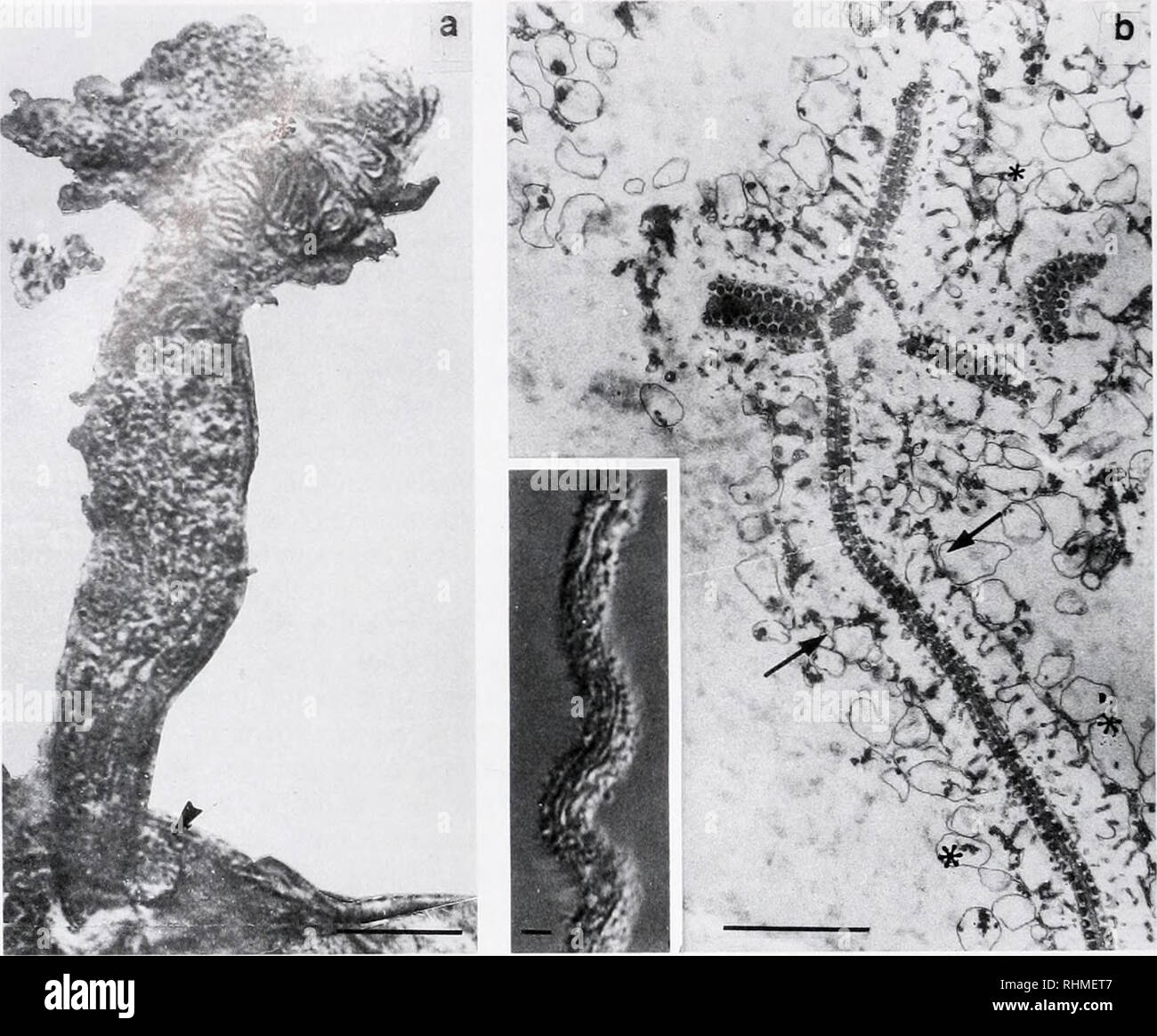 . The Biological bulletin. Biology; Zoology; Biology; Marine Biology ...