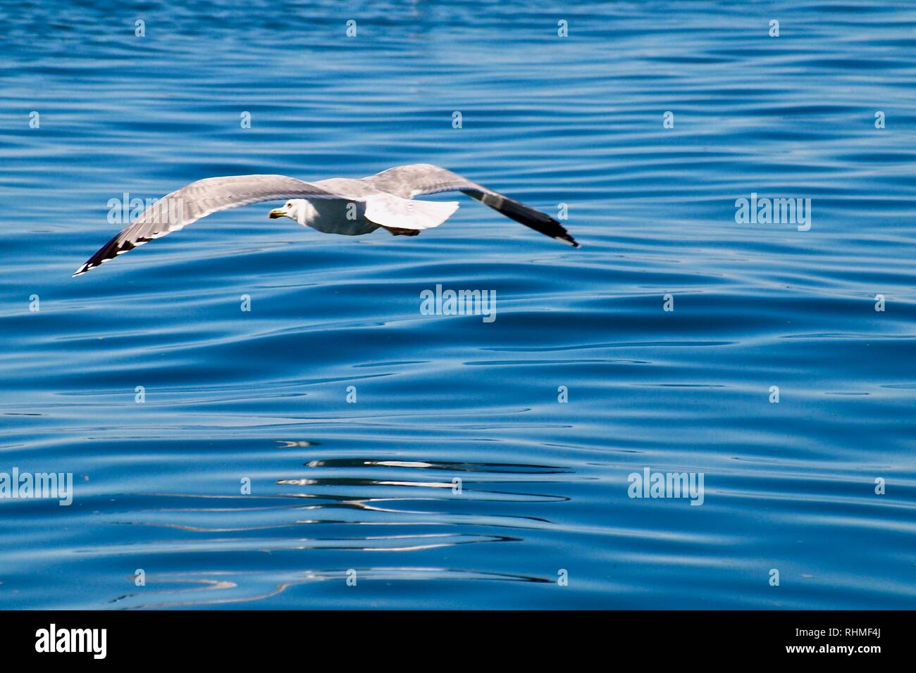 a seagull is flying over the blue Atlantic ocean water Stock Photo - Alamy