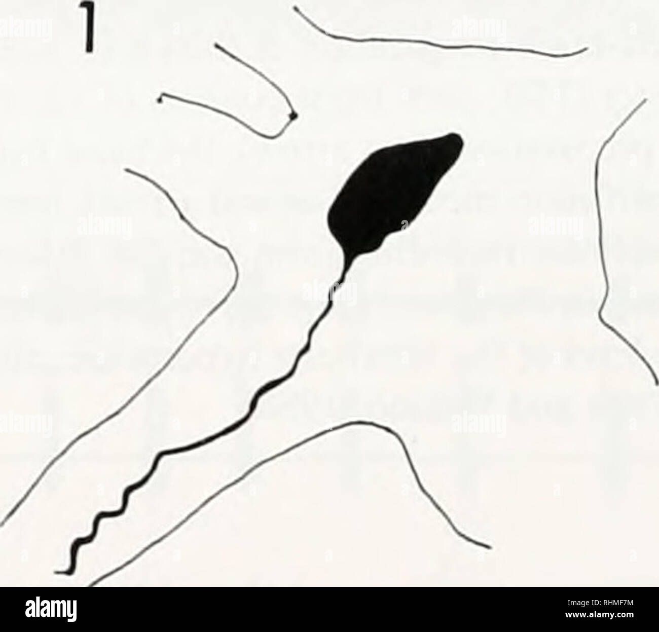 Photomicrograph neuron hi-res stock photography and images - Alamy