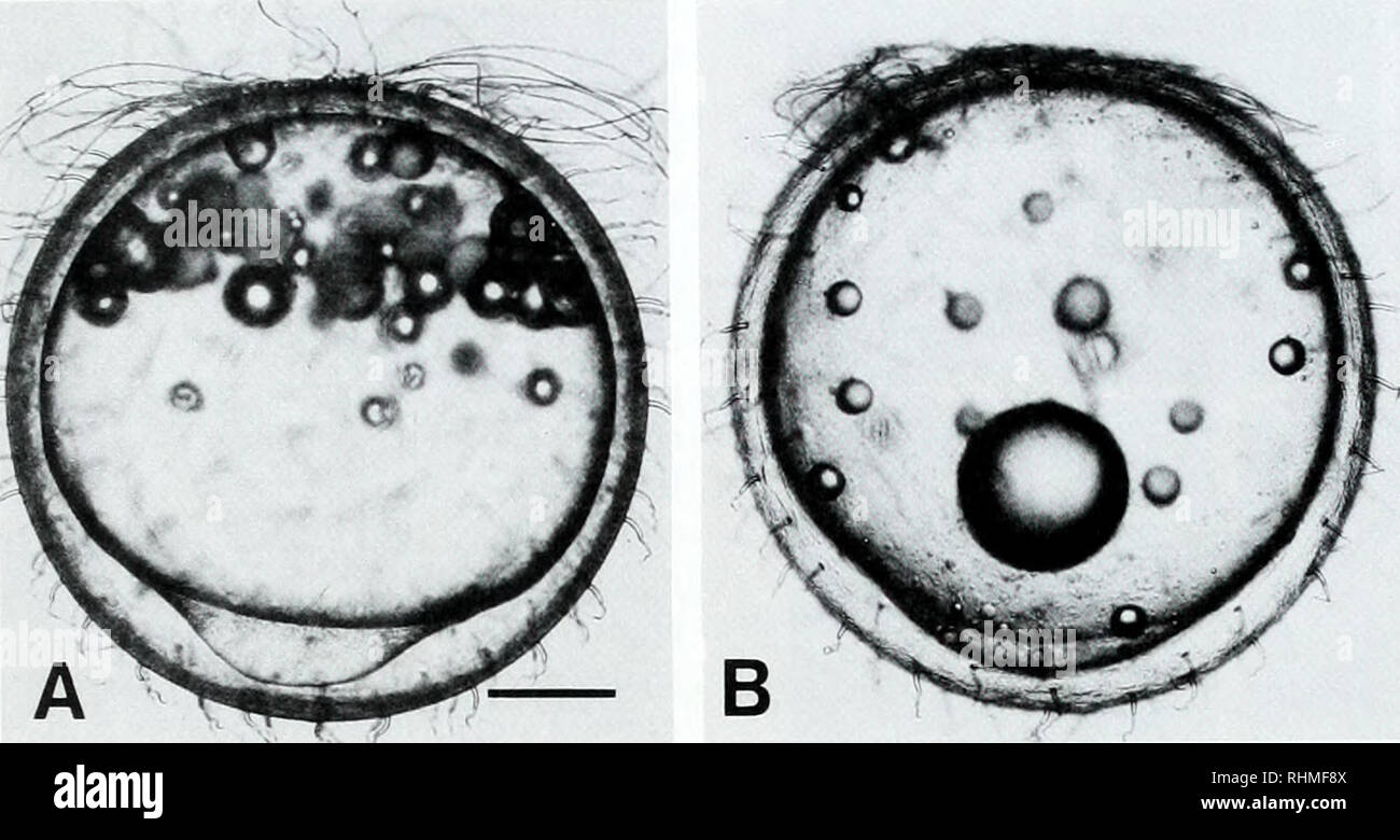 . The Biological bulletin. Biology; Zoology; Biology; Marine Biology ...