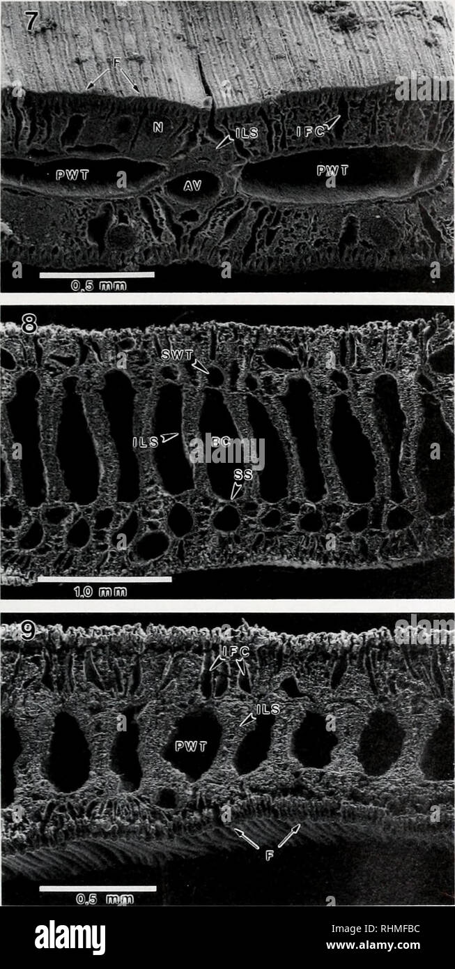 . The Biological bulletin. Biology; Zoology; Biology; Marine Biology ...