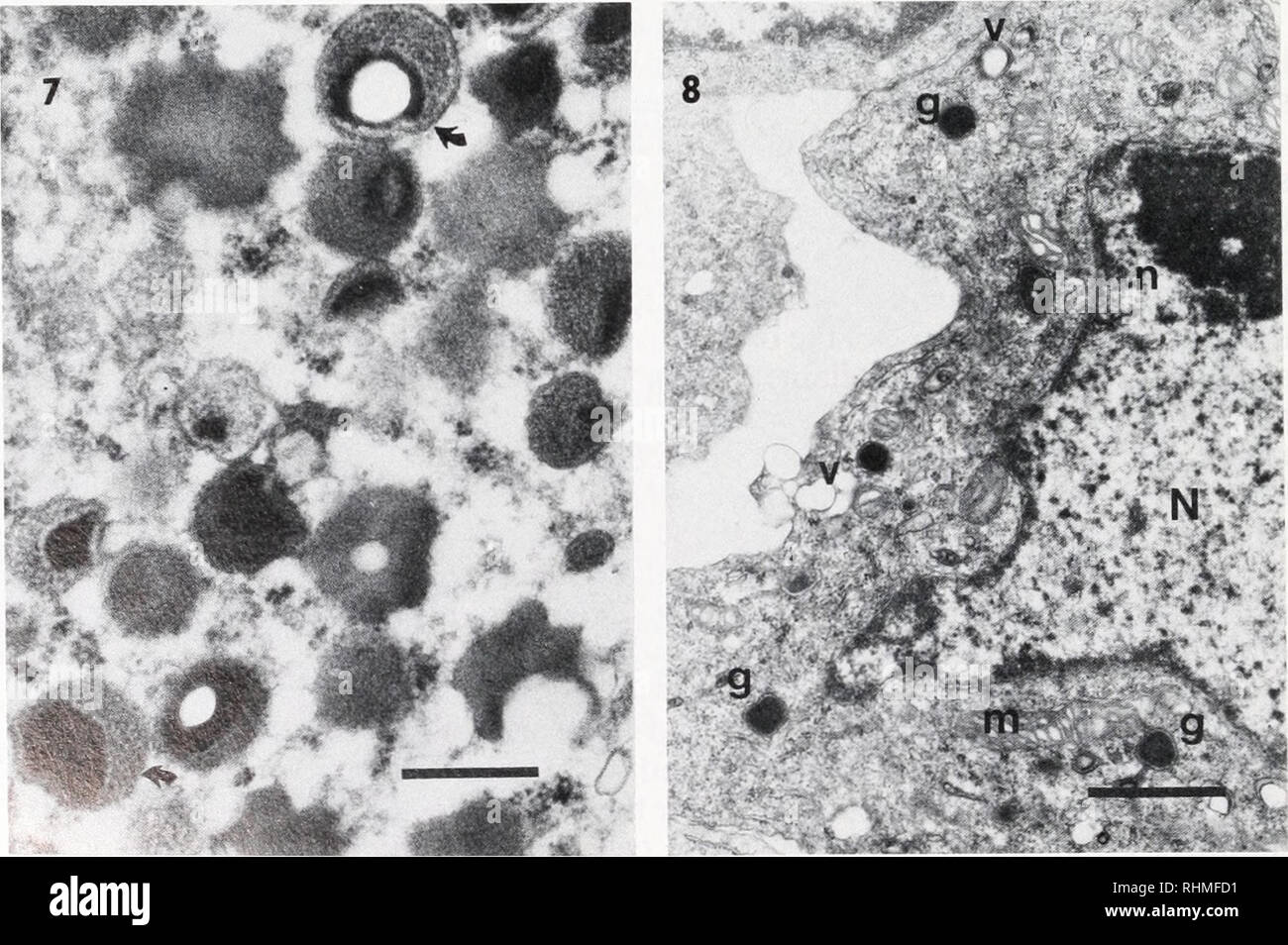 . The Biological bulletin. Biology; Zoology; Biology; Marine Biology. T ...