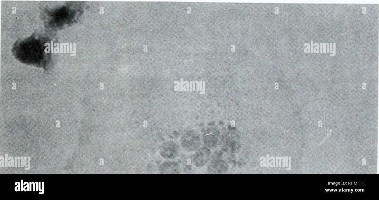 . The Biological bulletin. Biology; Zoology; Biology; Marine Biology ...