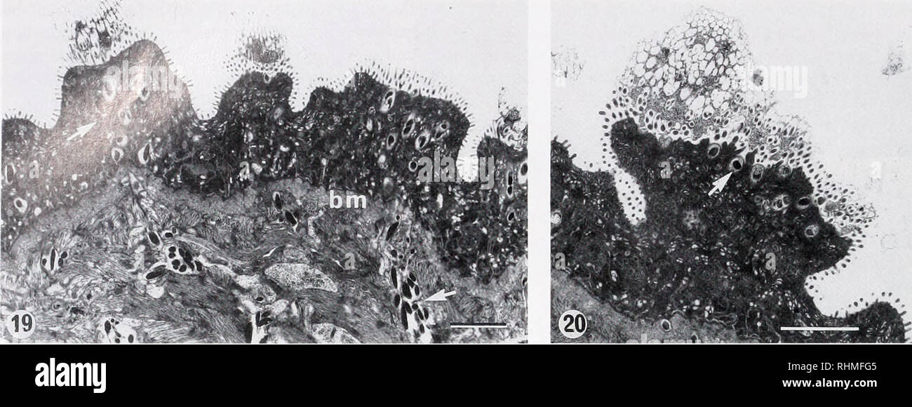 . The Biological bulletin. Biology; Zoology; Biology; Marine Biology ...