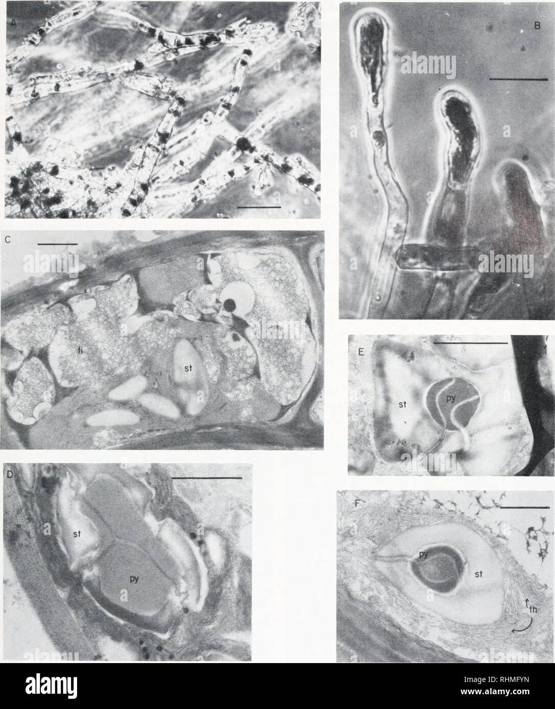 Thylakoids hi-res stock photography and images - Alamy
