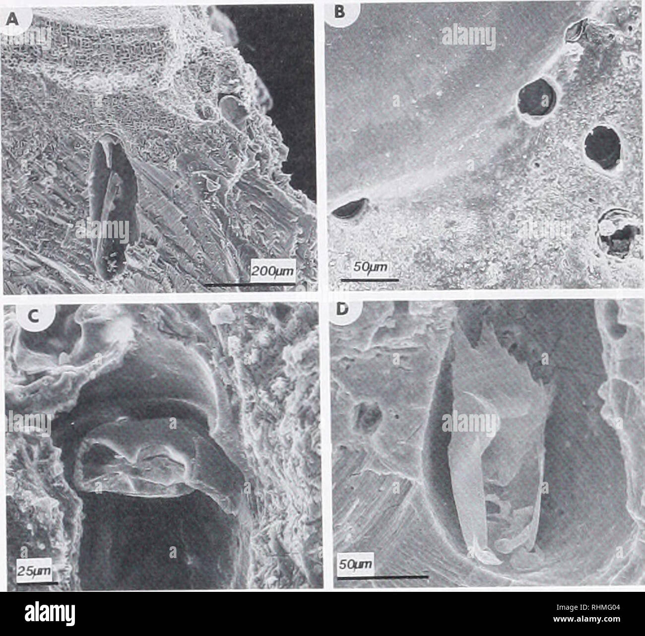 Crustose coralline algae hi-res stock photography and images - Alamy