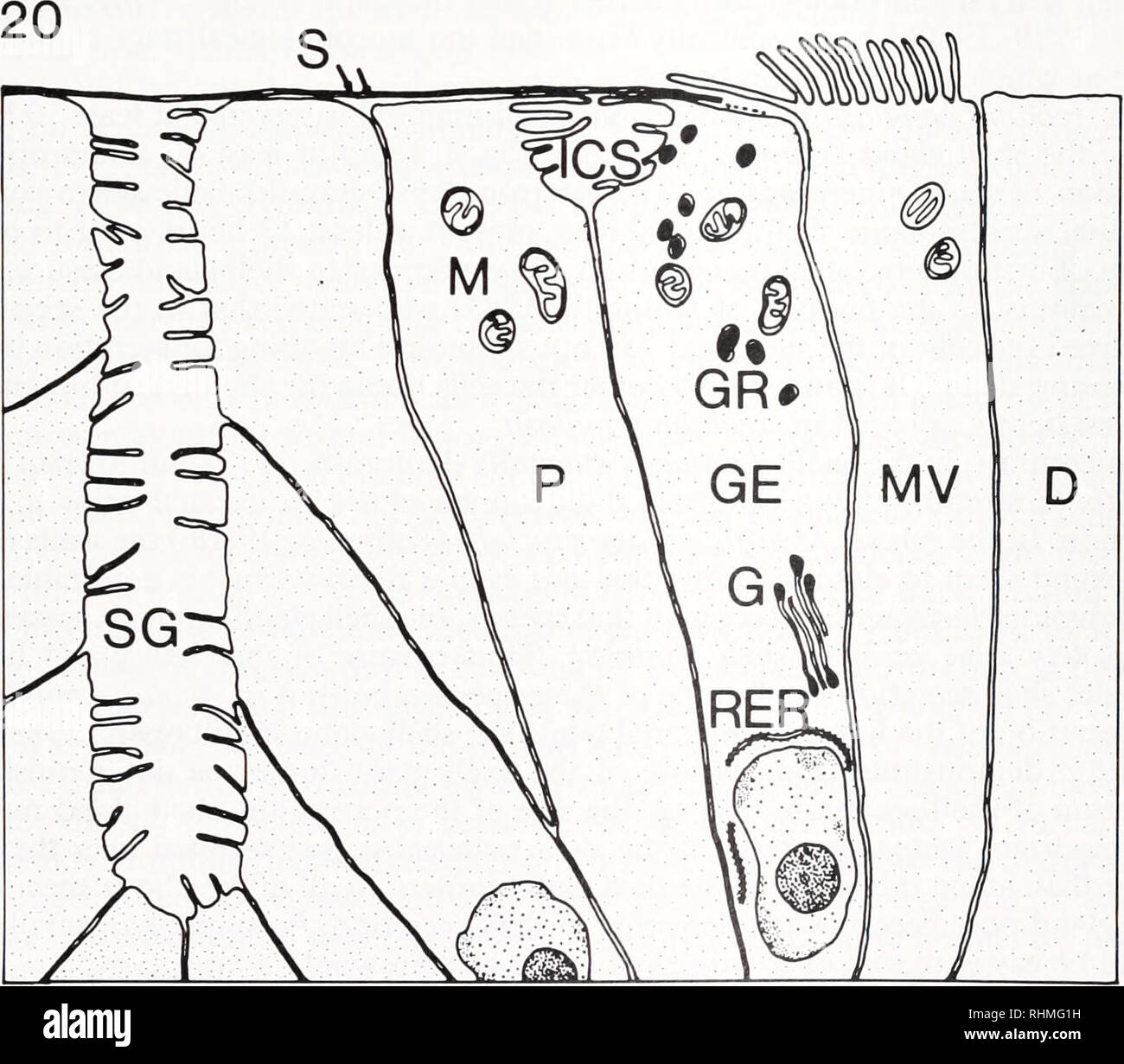 . The Biological bulletin. Biology; Zoology; Biology; Marine Biology ...