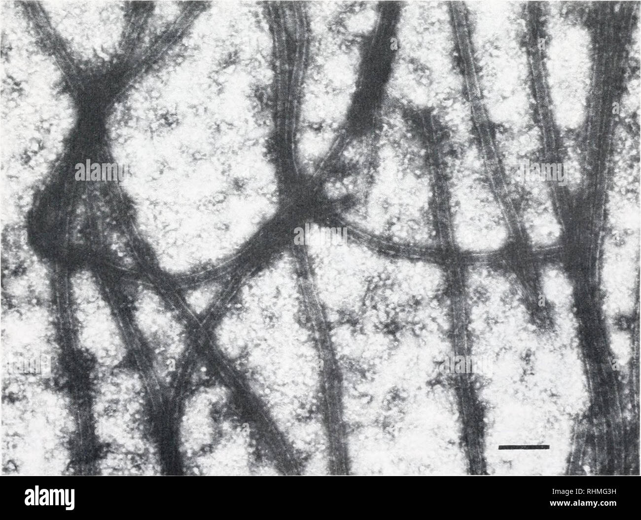 Dimers hi-res stock photography and images - Alamy