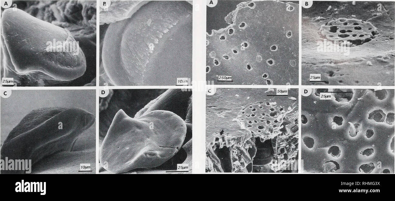 . The Biological bulletin. Biology; Zoology; Biology; Marine Biology ...