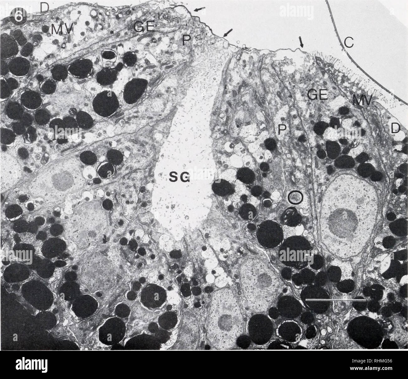 . The Biological bulletin. Biology; Zoology; Biology; Marine Biology ...