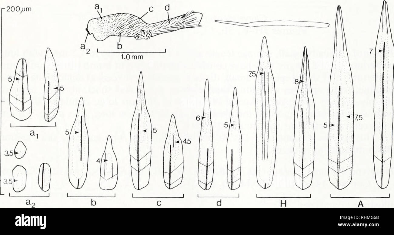 Spicules morphology hi-res stock photography and images - Alamy