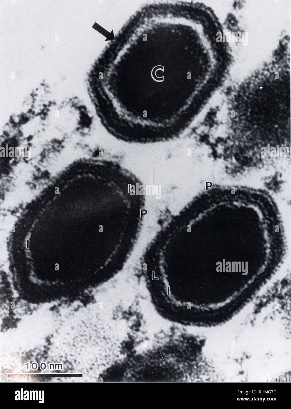 Peplomers hi-res stock photography and images - Alamy