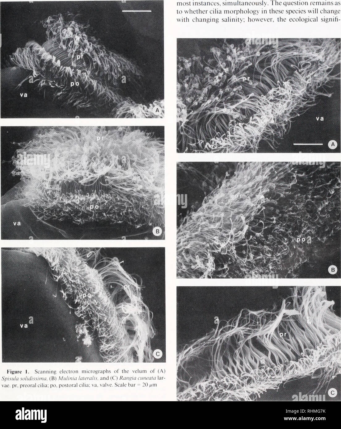 . The Biological bulletin. Biology; Zoology; Biology; Marine Biology ...