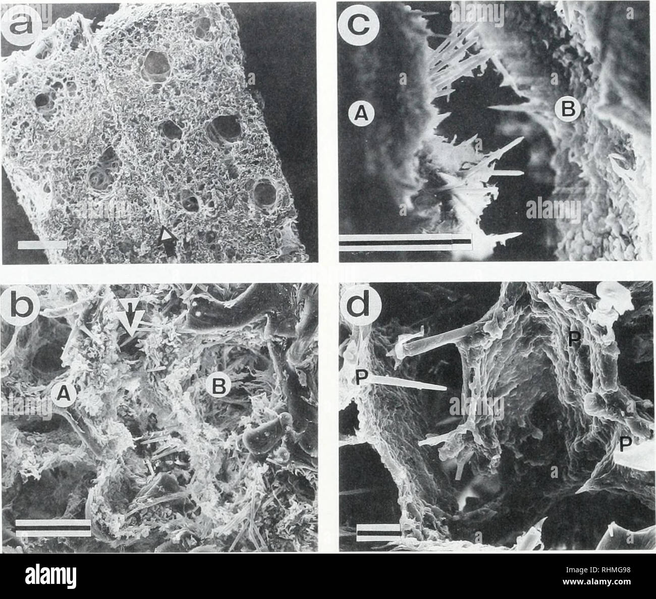 3 d electron microscope hi-res stock photography and images - Alamy