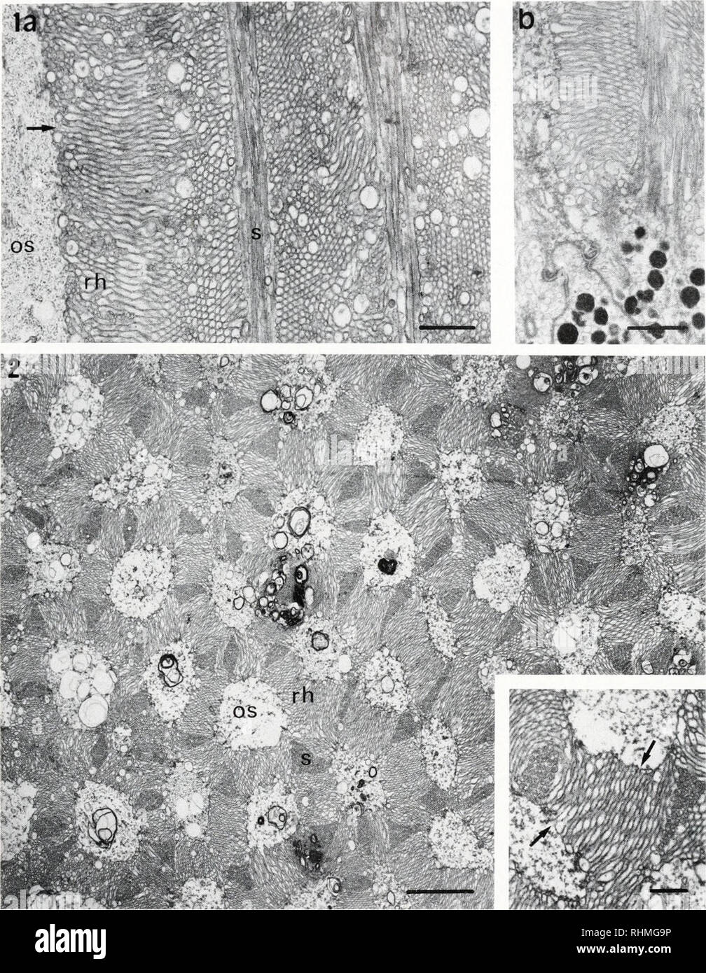 . The Biological bulletin. Biology; Zoology; Biology; Marine Biology ...