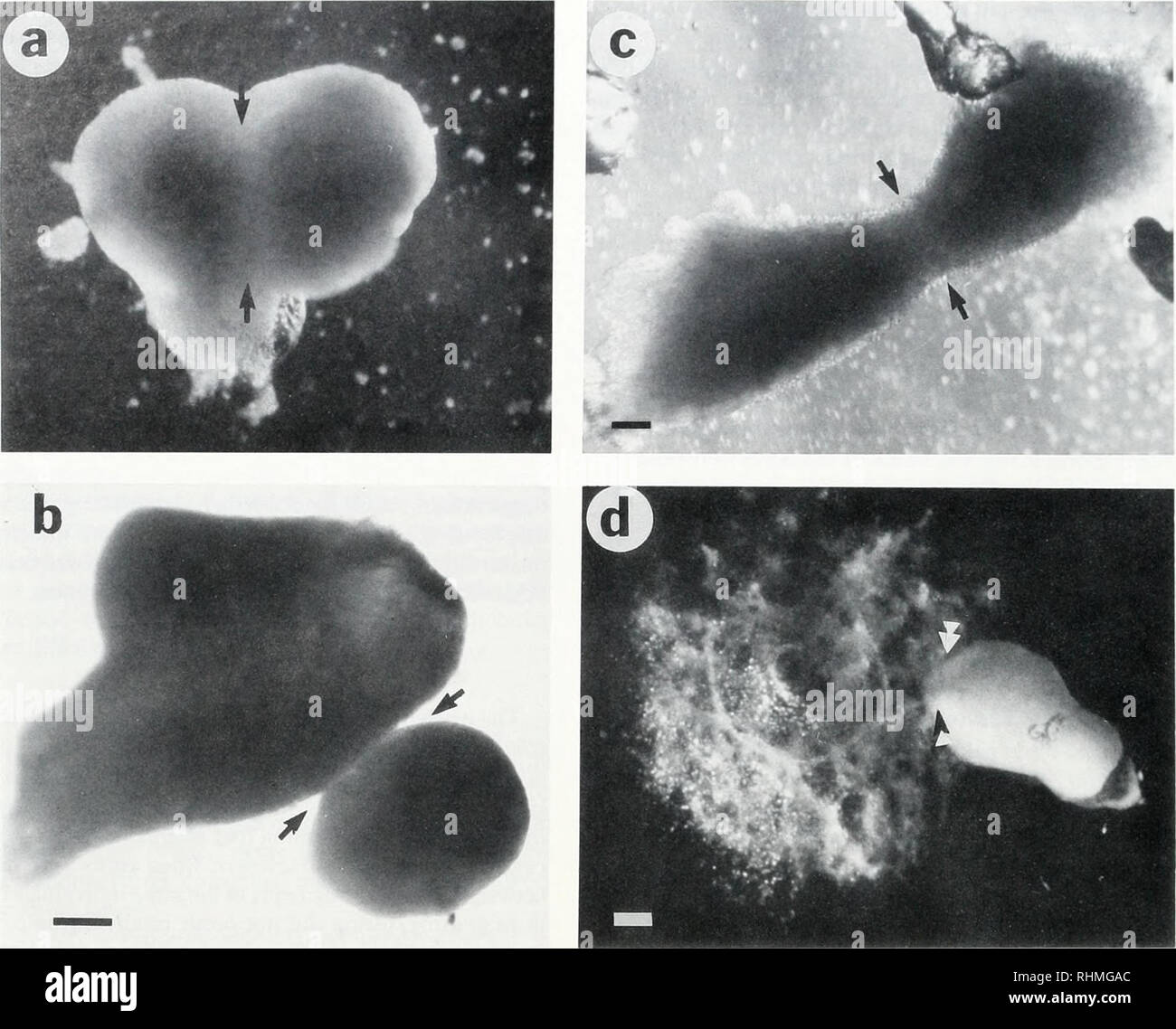 . The Biological bulletin. Biology; Zoology; Biology; Marine Biology ...