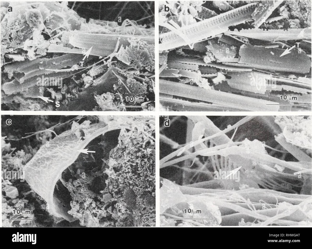 Centropages hi-res stock photography and images - Alamy