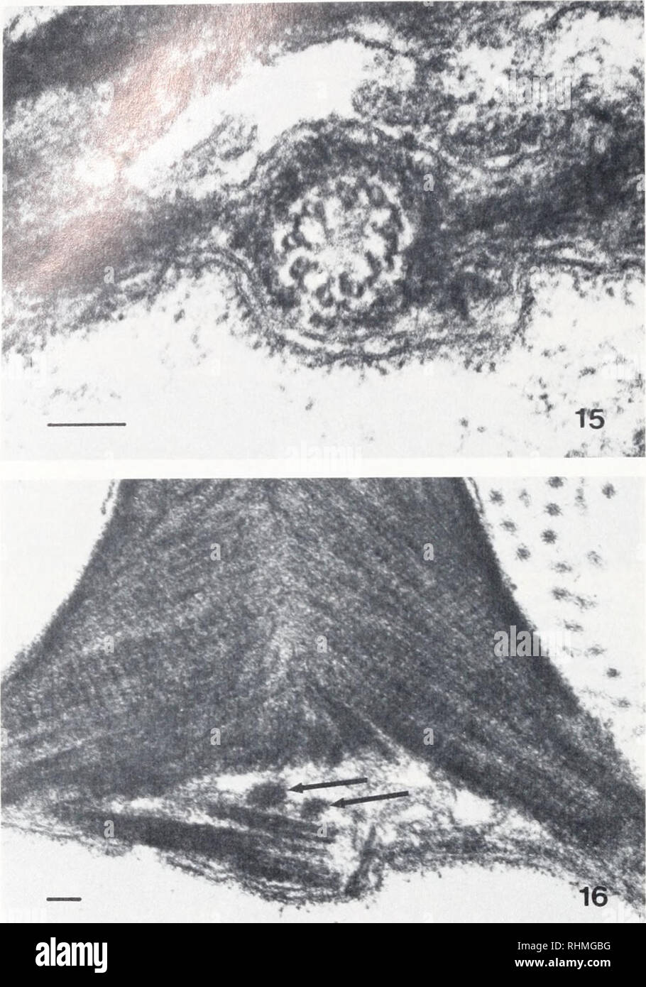 Centriole section hi-res stock photography and images - Alamy