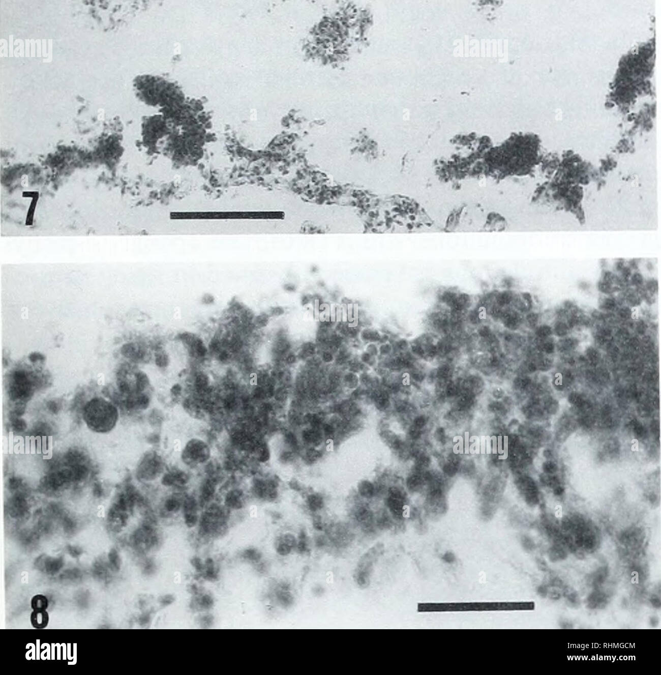 Condensation reactions hi-res stock photography and images - Alamy