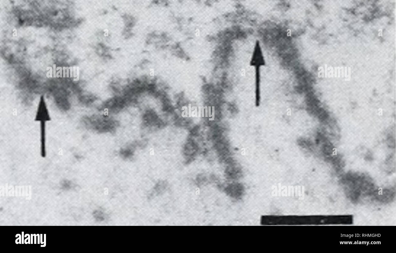 . The Biological bulletin. Biology; Zoology; Biology; Marine Biology. 12 13. FIGURES 10-13 ...