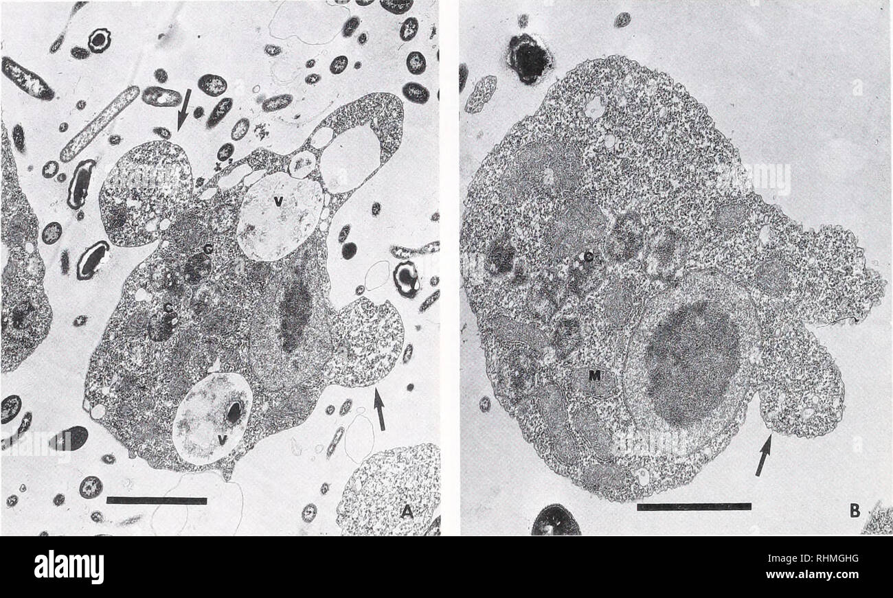 Amoeba Figure High Resolution Stock Photography and Images - Alamy