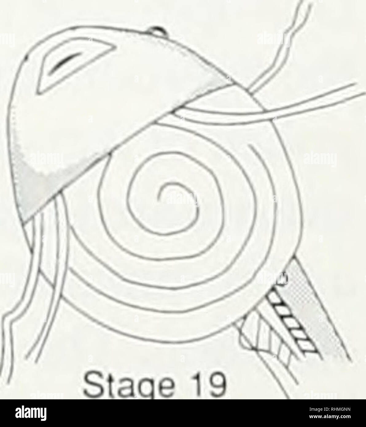 . The Biological bulletin. Biology; Zoology; Biology; Marine Biology ...