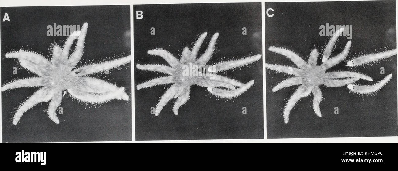 Chromatography purification hi-res stock photography and images - Alamy