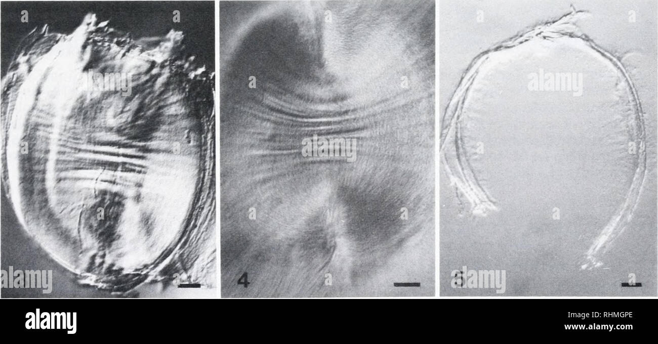 . The Biological bulletin. Biology; Zoology; Biology; Marine Biology ...