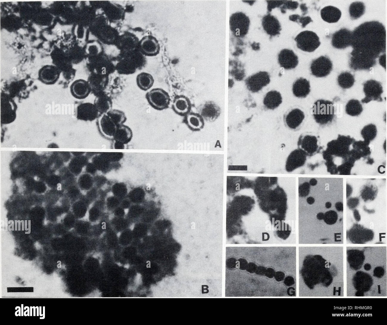 . The Biological bulletin. Biology; Zoology; Biology; Marine Biology ...