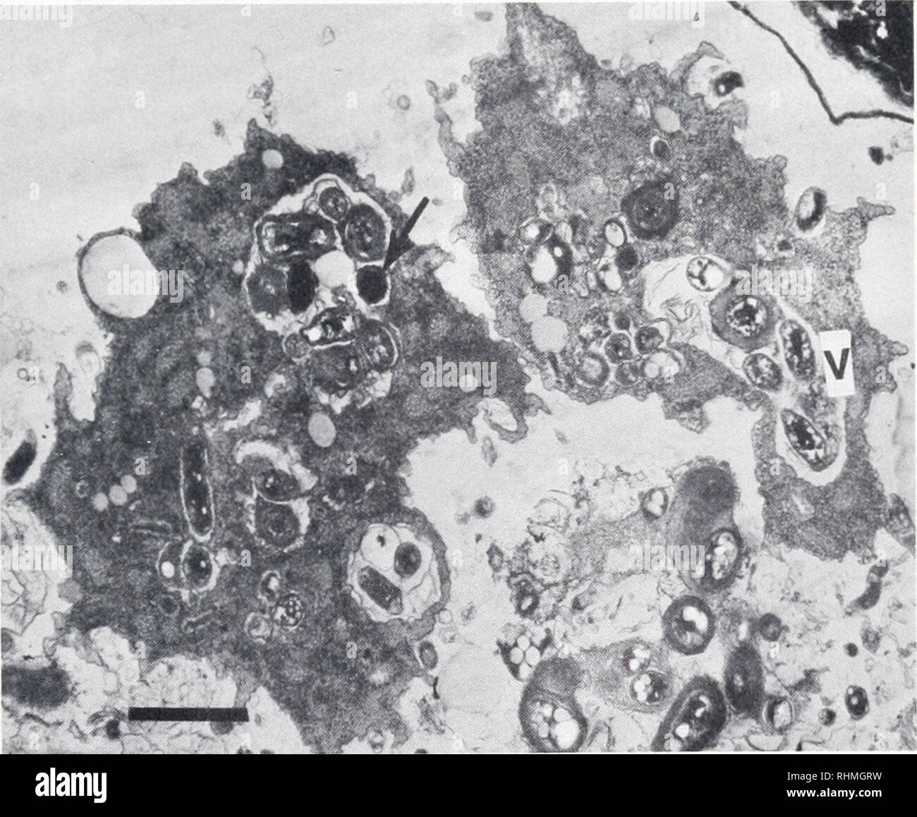 . The Biological bulletin. Biology; Zoology; Biology; Marine Biology ...