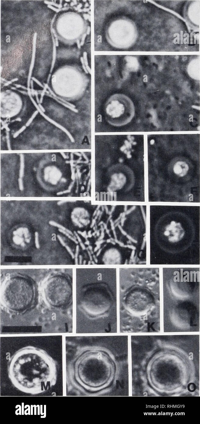 . The Biological bulletin. Biology; Zoology; Biology; Marine Biology ...