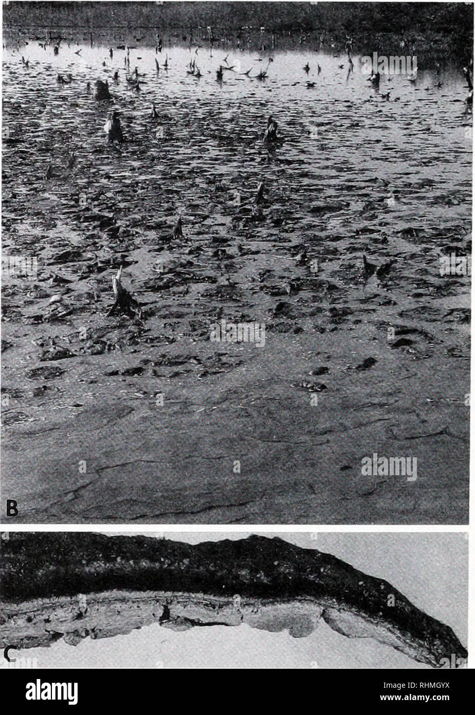 Metal oxidizing bacteria hi-res stock photography and images - Alamy