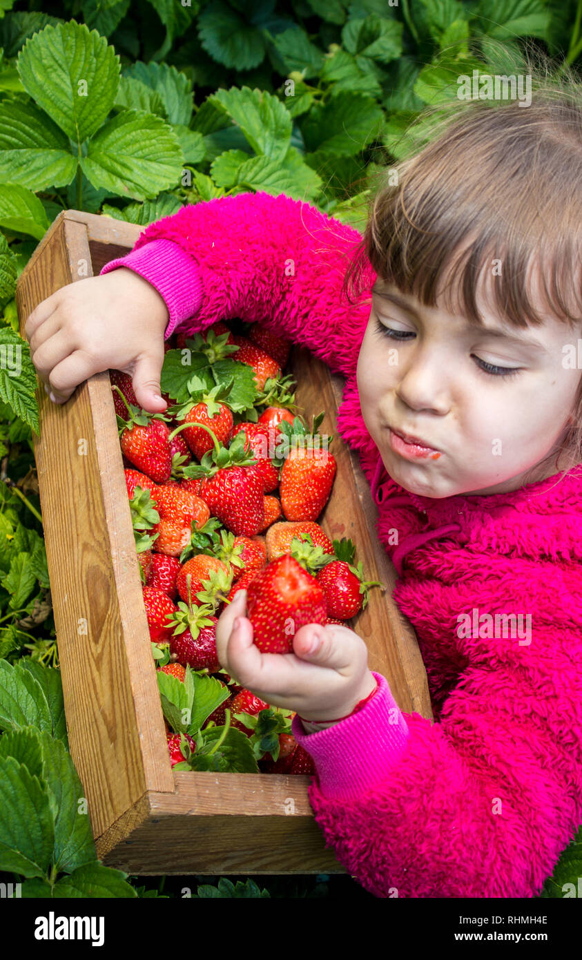 Strawberry home from the garden. Selective focus Stock Photo - Alamy