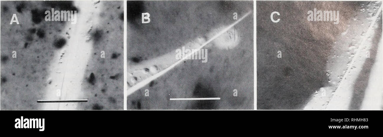 . The Biological bulletin. Biology; Zoology; Biology; Marine Biology ...