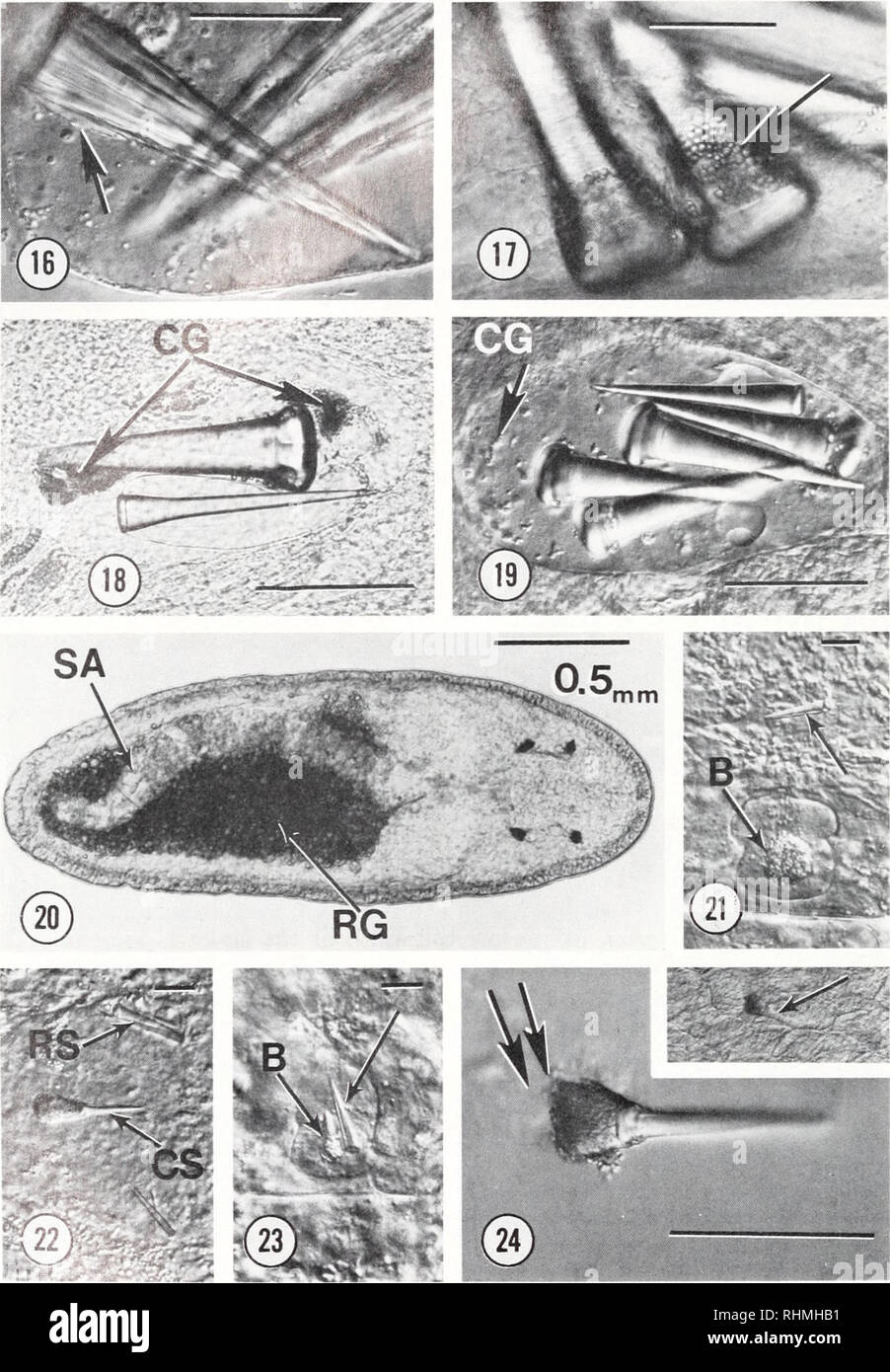 Cloney hi-res stock photography and images - Alamy