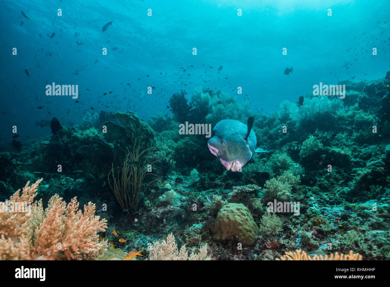 Tropical underwater photography hi-res stock photography and images - Alamy