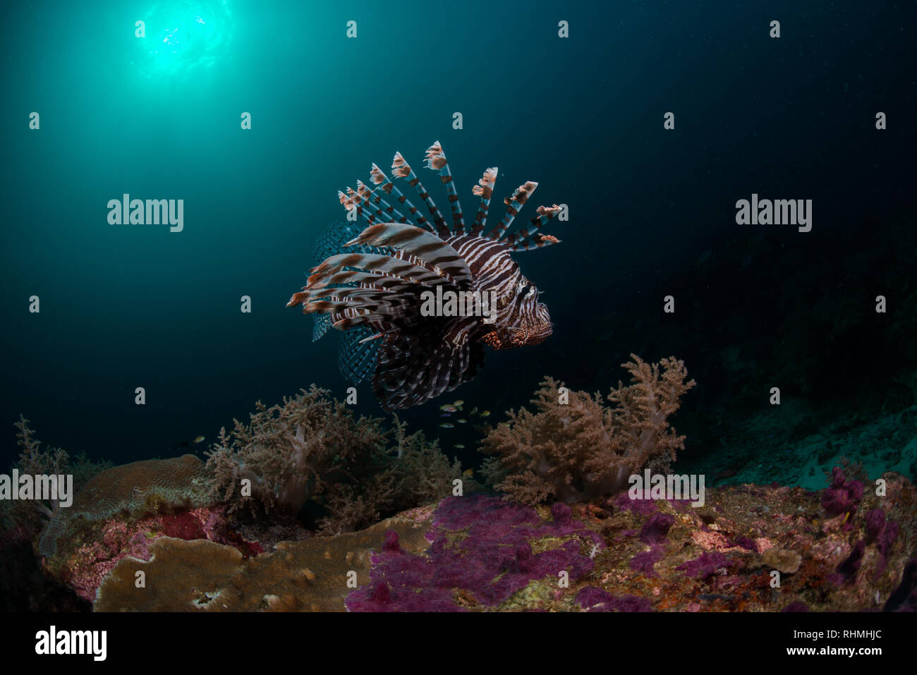 Underwater photographer in colorful reefscape hi-res stock photography ...